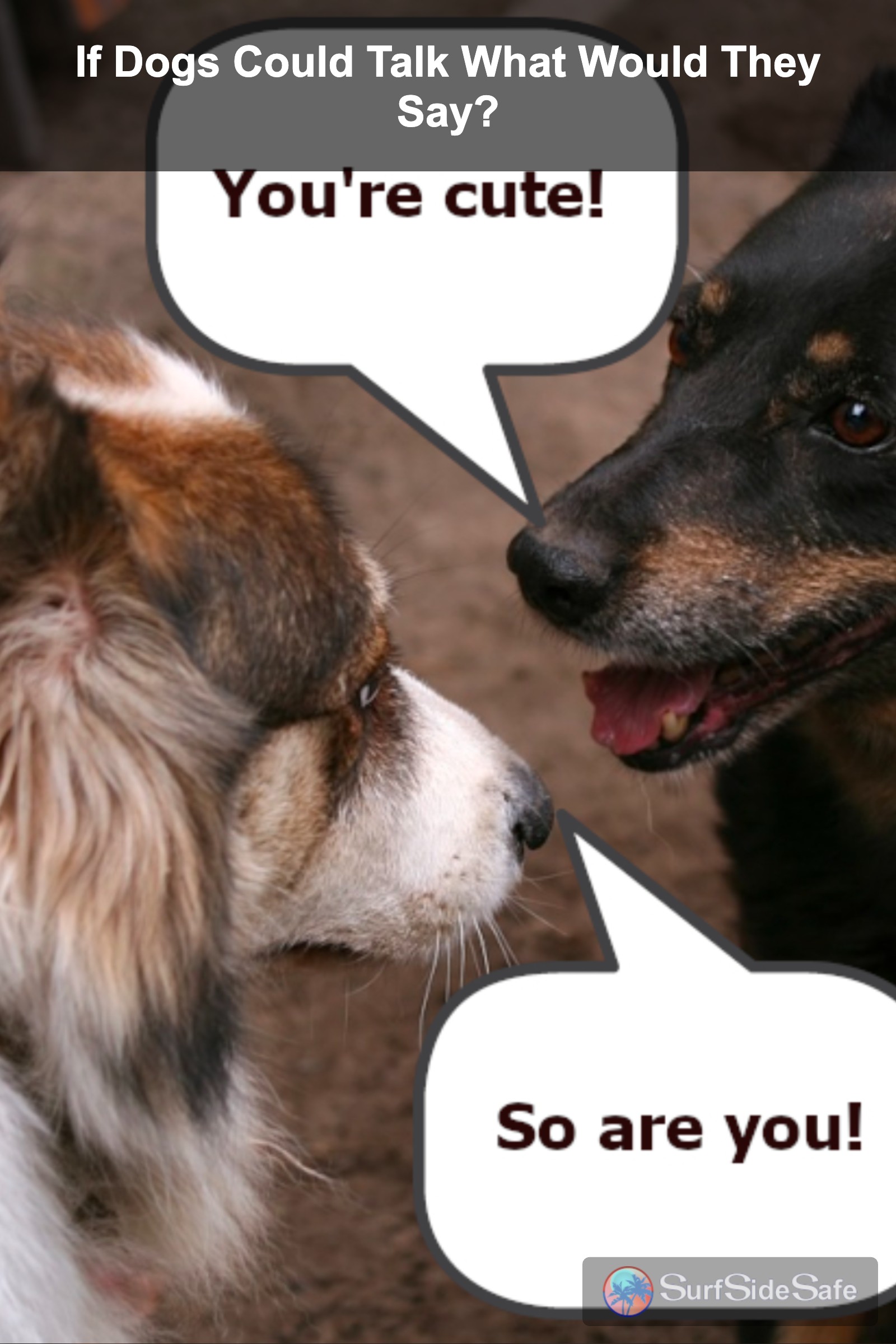 What Would Fido Say? The Fantasy of Dogs Talking | SurfSideSafe Post